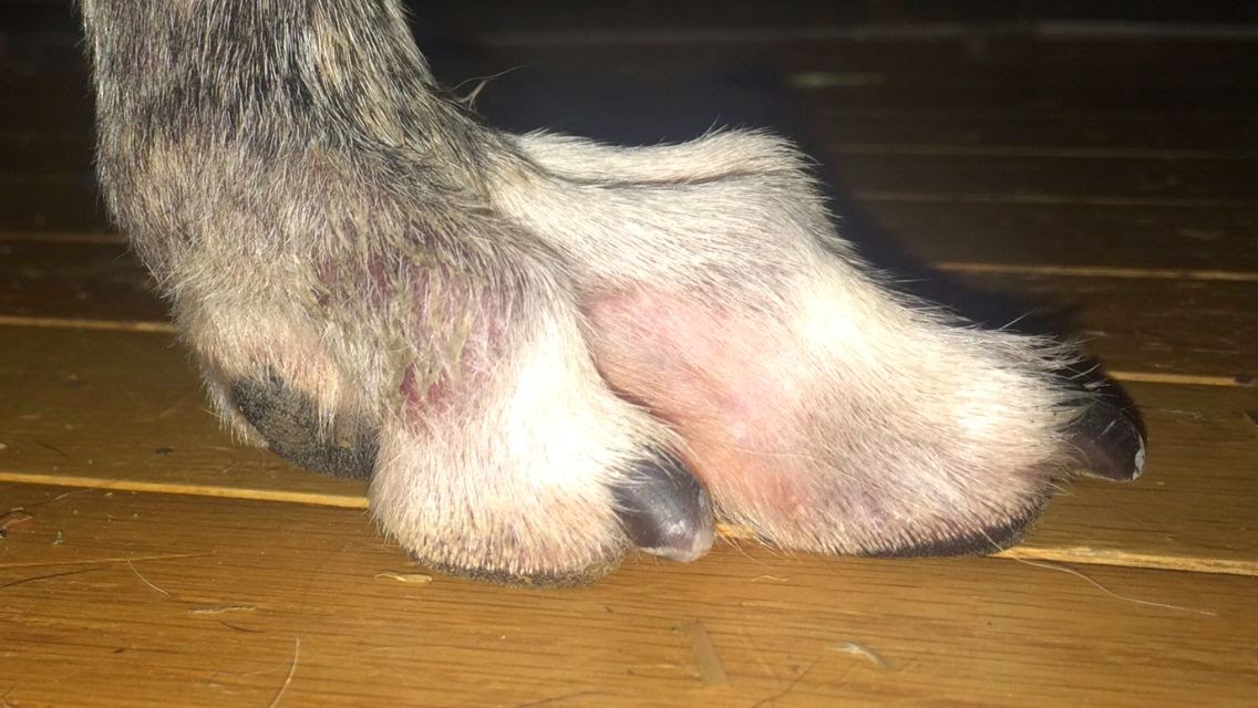 NEVER SAY NEVER GREYHOUNDS: Accident-Prone