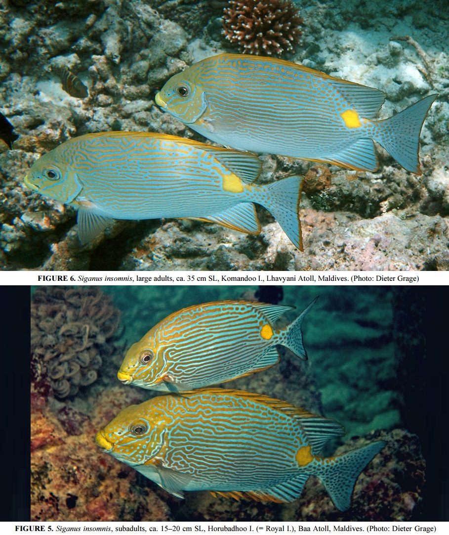 Species New to Science: [Ichthyology • 2014] Siganus insomnis • A New ...