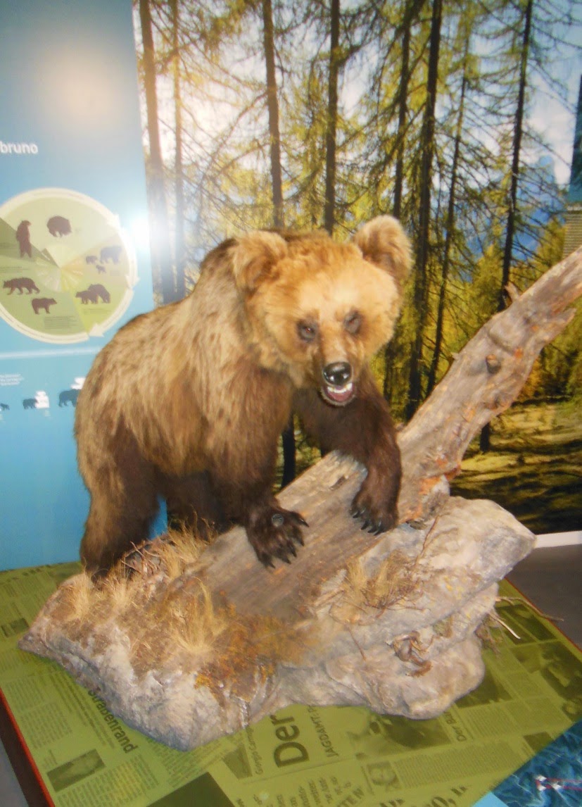 Commander Kelly: The Bear Museum, Ladin
