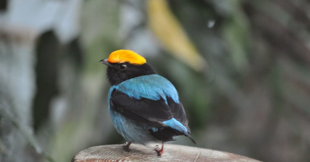 ZOOTOGRAFIANDO (6.096 ANIMALS): BAILARÍN AZUL / BLUE MANAKIN ...