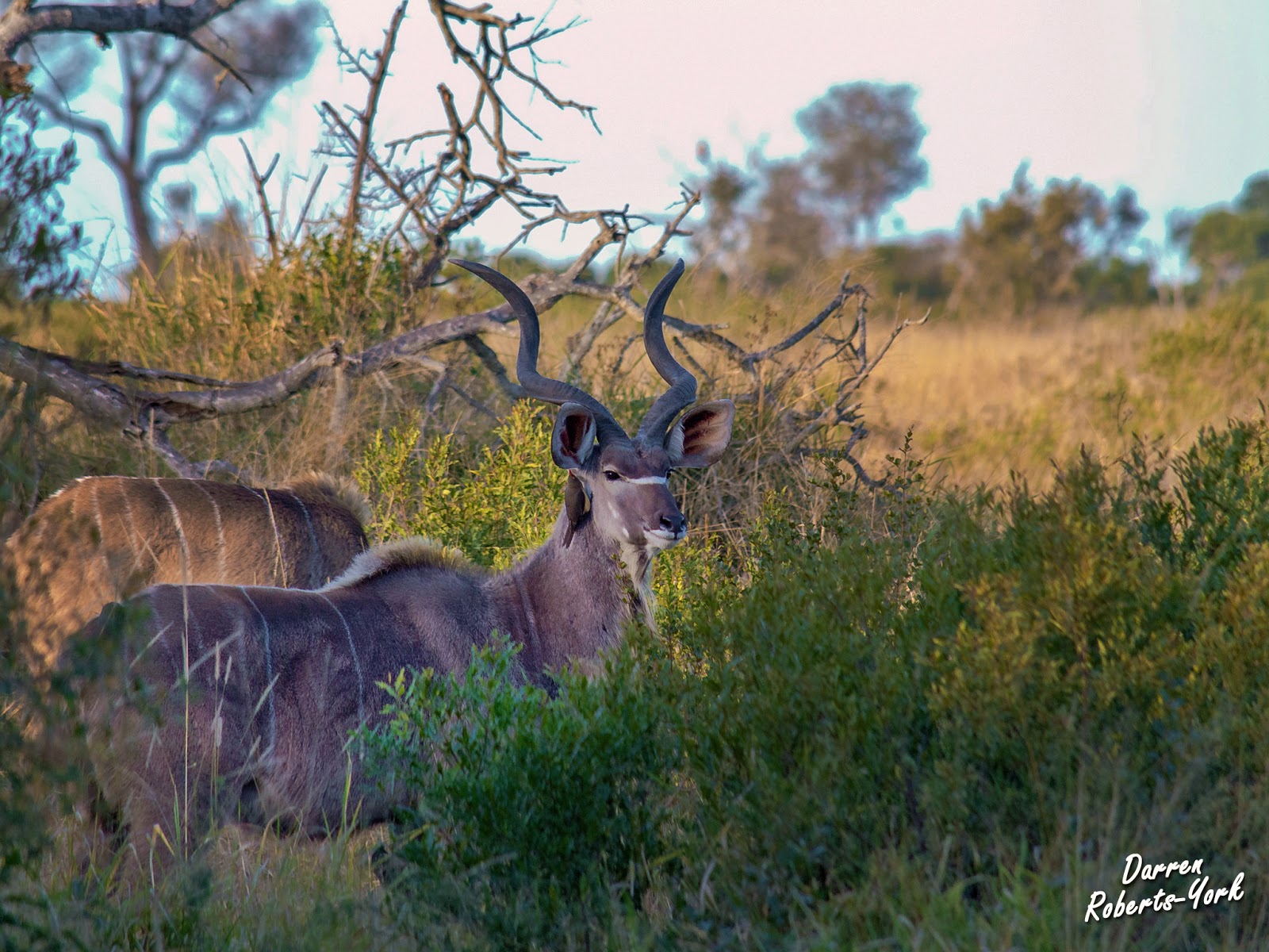 Tintswalo Ranger's Blog