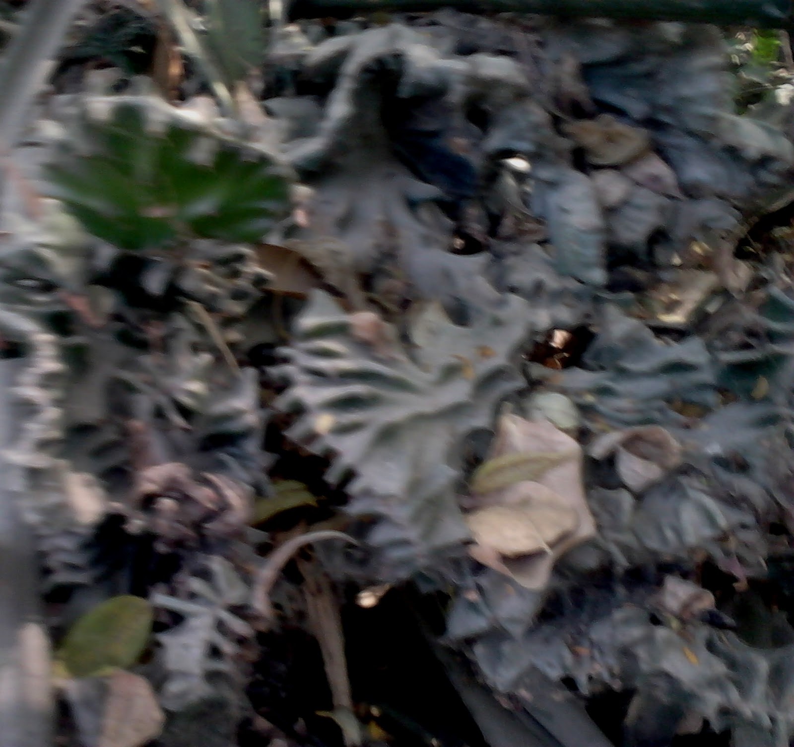 Garden Care Simplified: Fan Shaped Cactus growing in Wild