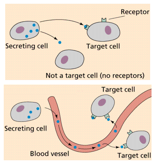 GLOBE@TAMK: HORMONE INHIBITORS