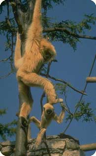 Around The Globe: Gibbon