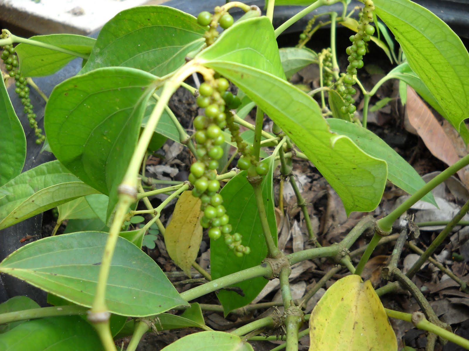 KENALI POKOK SAYANGI POKOK: LADA HITAM