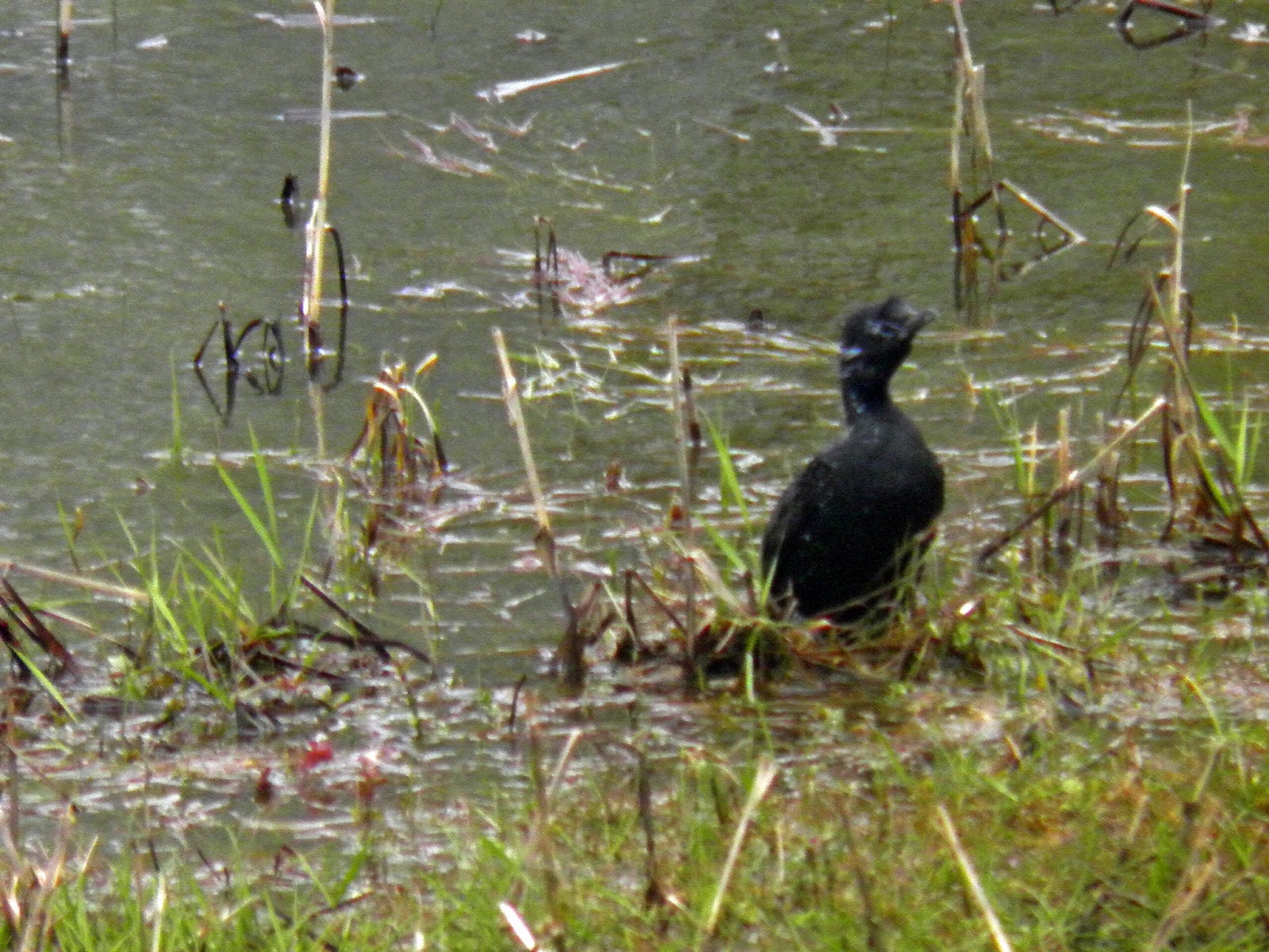 PASARI DIN ROMANIA: CORMORAN MIC, Microcarbo pygmeus