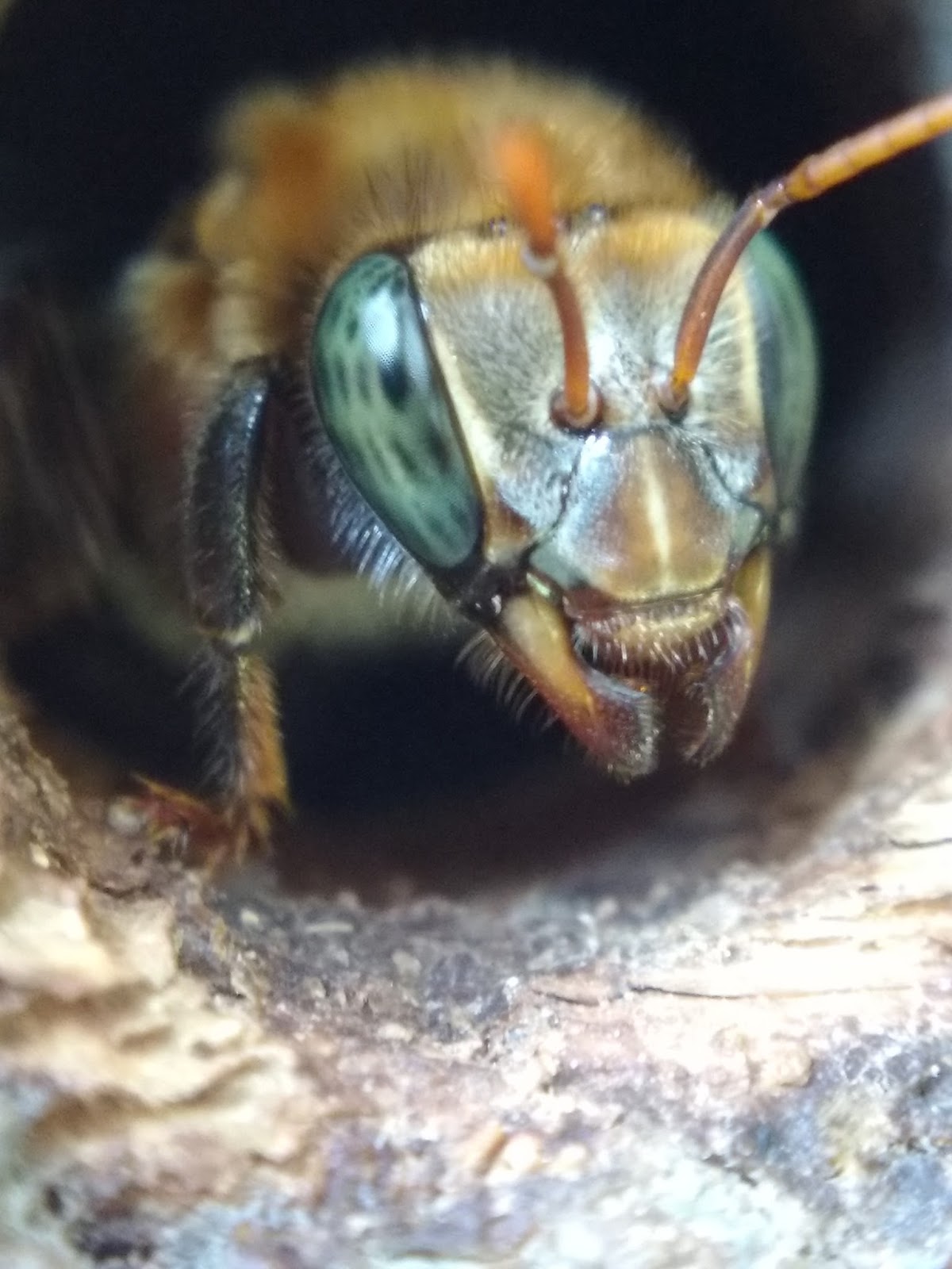 Meliponario Pivoto: Abelha uruçu verdadeira ( nordestina )