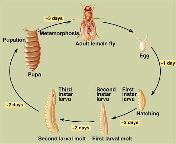 Ciencias de Joseleg: 11c CICLOS DE VIDA DE ALGUNOS INSECTOS 3: ALGUNAS ...