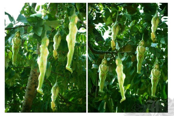 Interesting Green: Plant Girl - Nareepol Tree