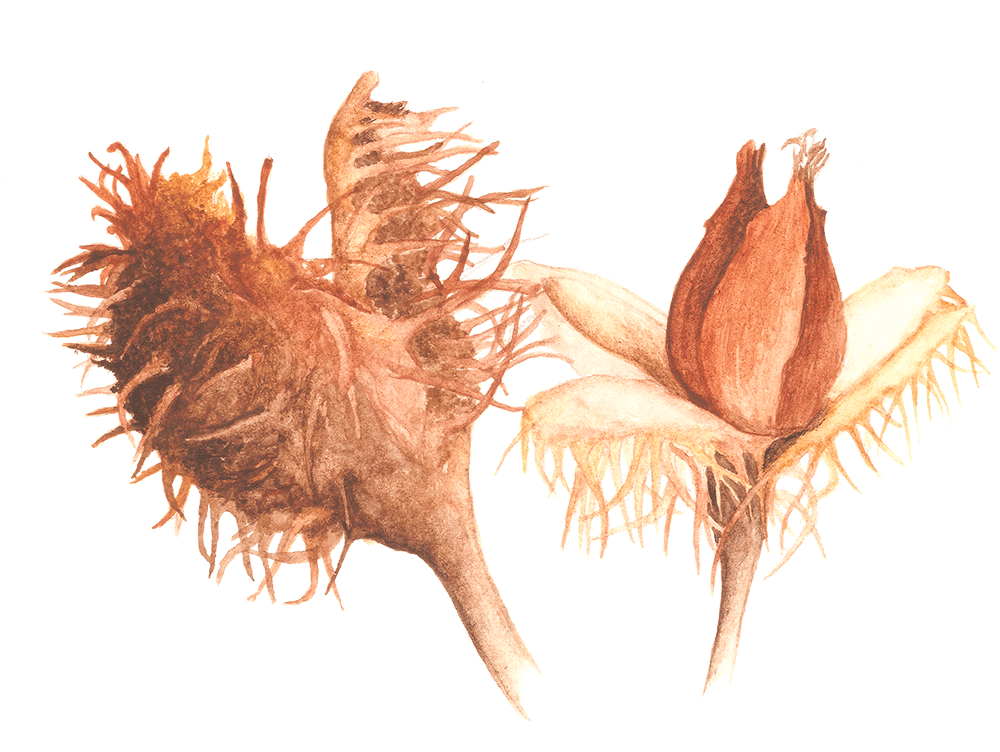 Desígnios: Guia Ecológico