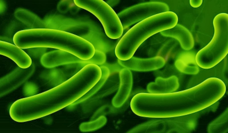 ORALEANDREU: Vibrio: Una bacteria a tener en cuenta.