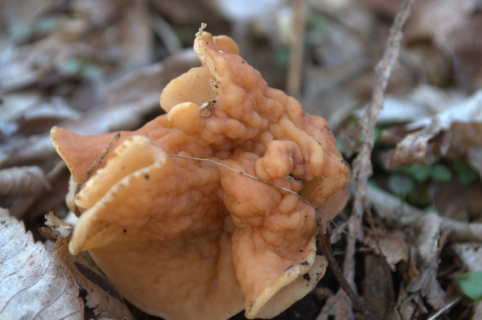 Fatsu's Photo Gallery