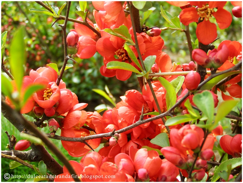 Dulceata de trandafiri: Tarta de pere cu fistic