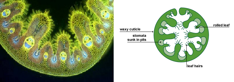 #64 Adaptations of the leaf, stem and root to different environments ...
