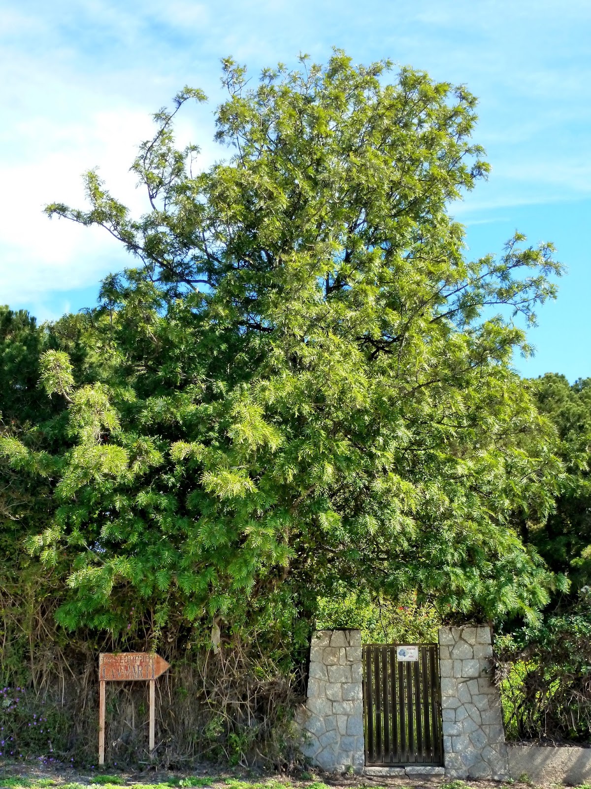 Árboles con alma: Roble australiano (Grevillea robusta)