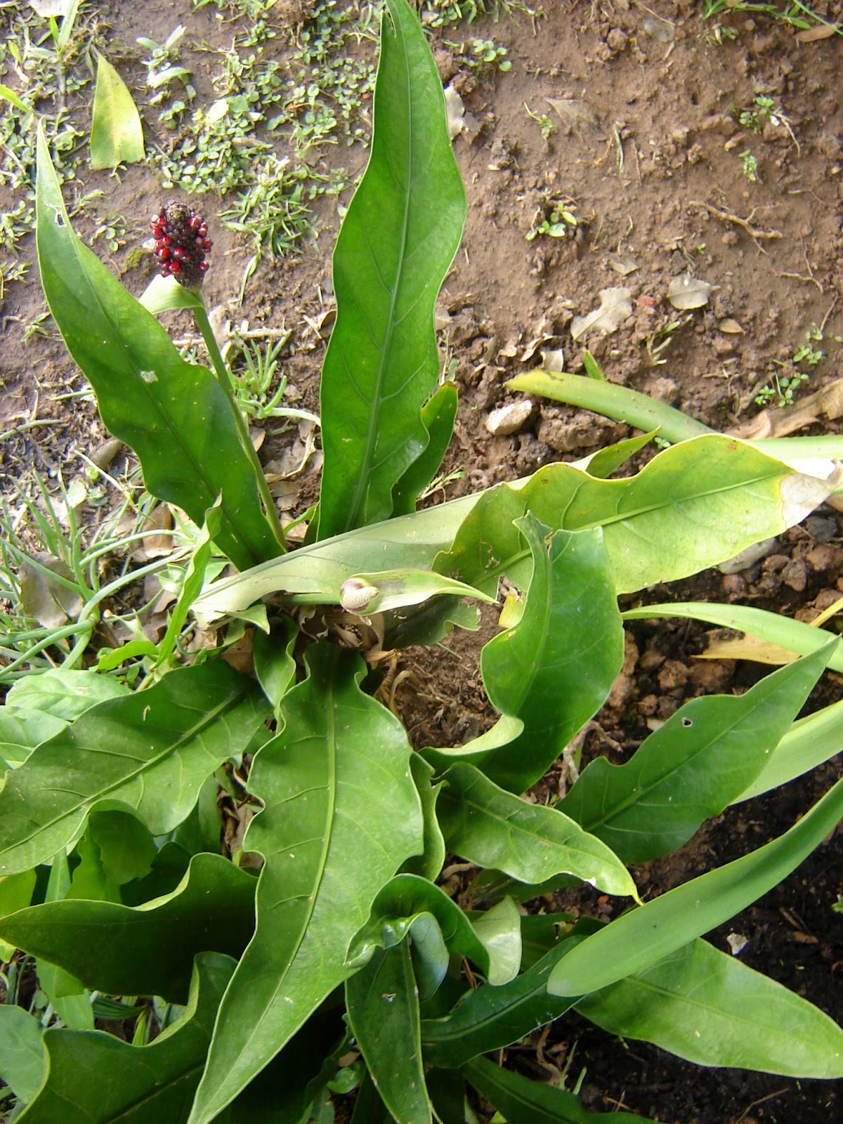 v e r d e c h a c o: Calaguala grande