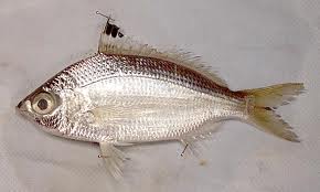 Diversidad de peces de agua dulce de Panamá