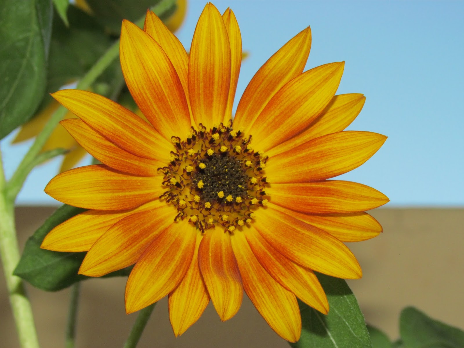 Foto Blog Puerto Rico: Girasol