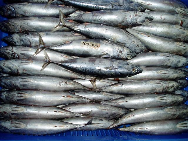 Butterworth Seafoods: FRIGATE TUNA - YEMEN ORIGIN