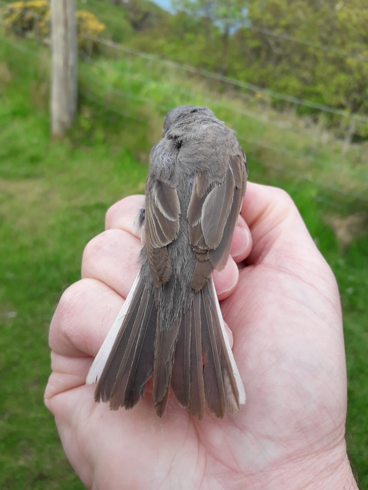 Lundy Bird Observatory Sightings Archive: 6th May – Influx of warblers ...