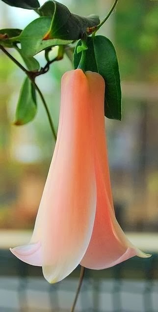 Stunning Views: Pink Chilean Bell Flower.