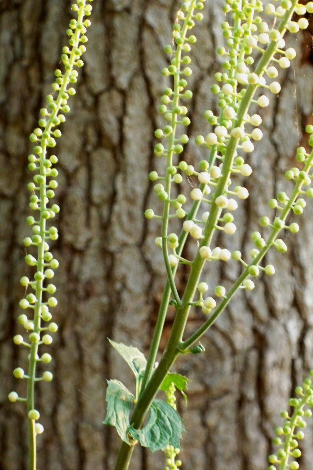 PlantPostings: From one gardener to another