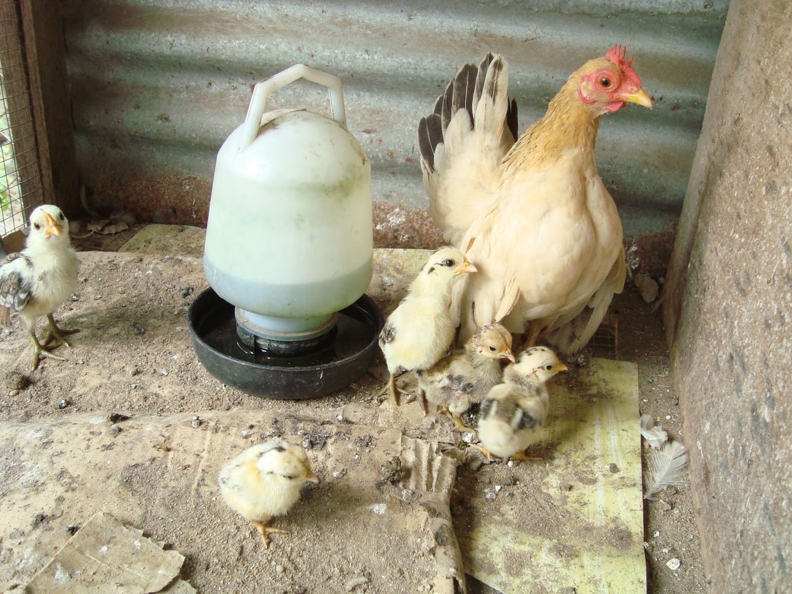 PEMBIAK BAKA AYAM SERAMA DAN AYAM SIAM: pengeraman dengan inkubator ...