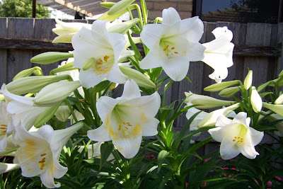 ARTE Y JARDINERÍA : AZUCENA. Lilium. Bulbos de temporada en el jardin