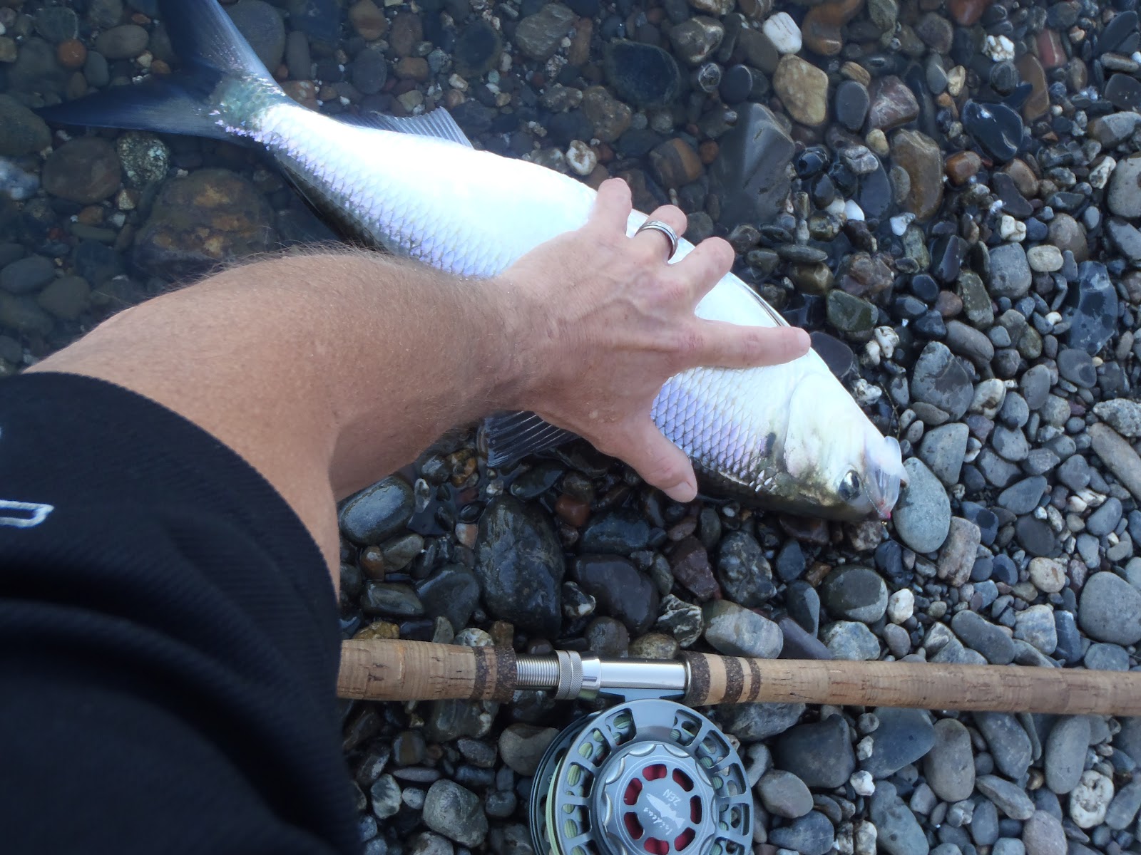 Irideus Fly Fishing Products: American Shad Fly Fishing with Spey ...