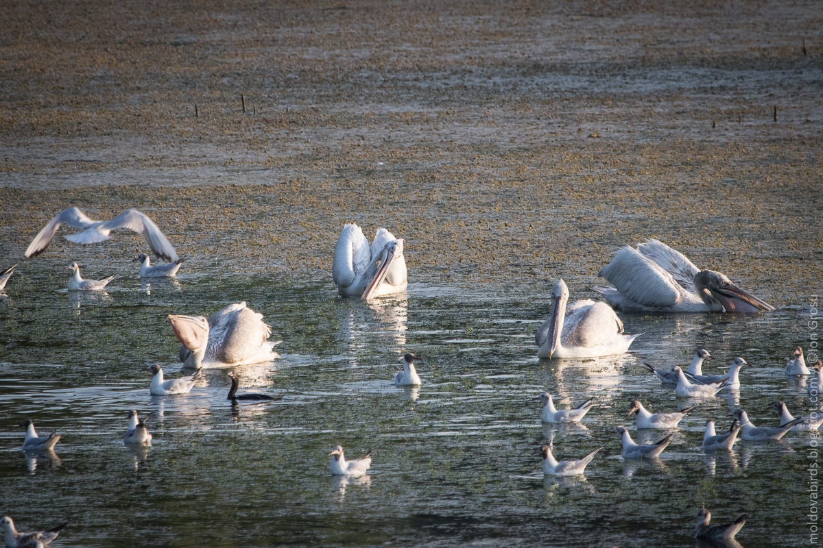 Păsări din Moldova: #173. Pelicanul creț