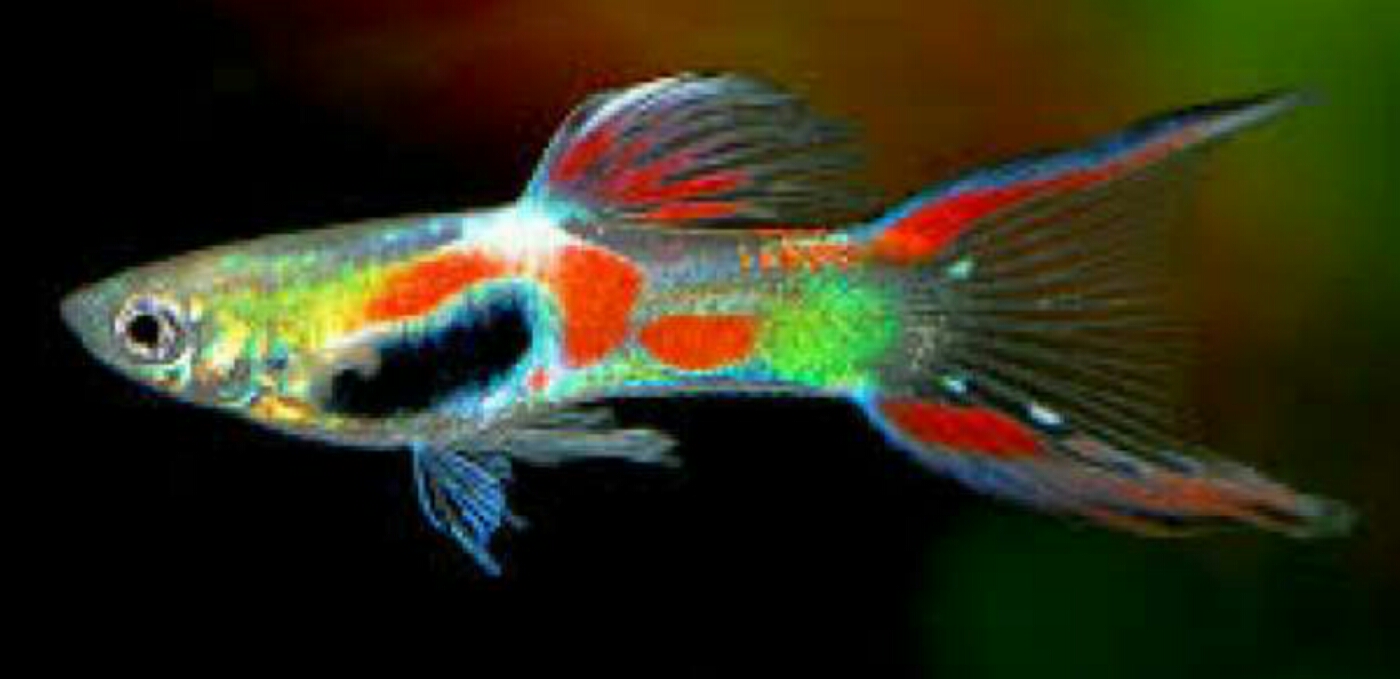 ENDLER POECILIA WINGEI Livebearers Cumana Area @endlerpoeciliawingei ...