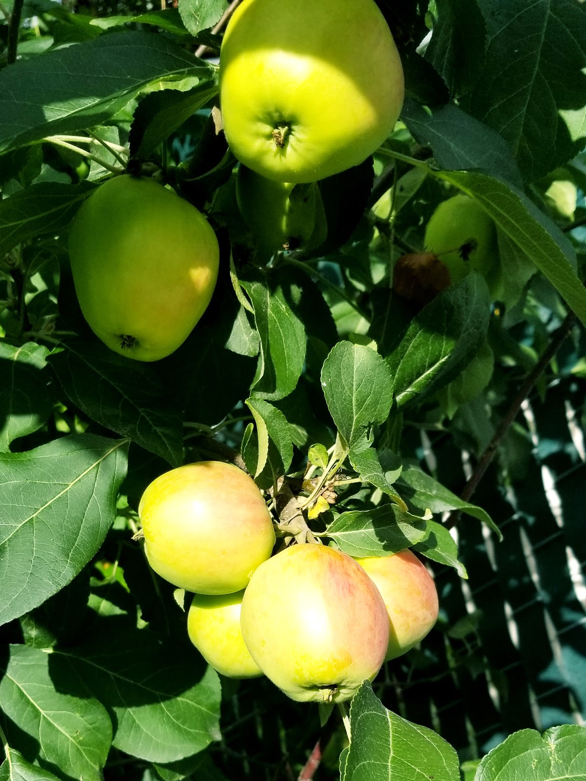 My apple tree after 7 years of growing in Fairbanks Alaska
