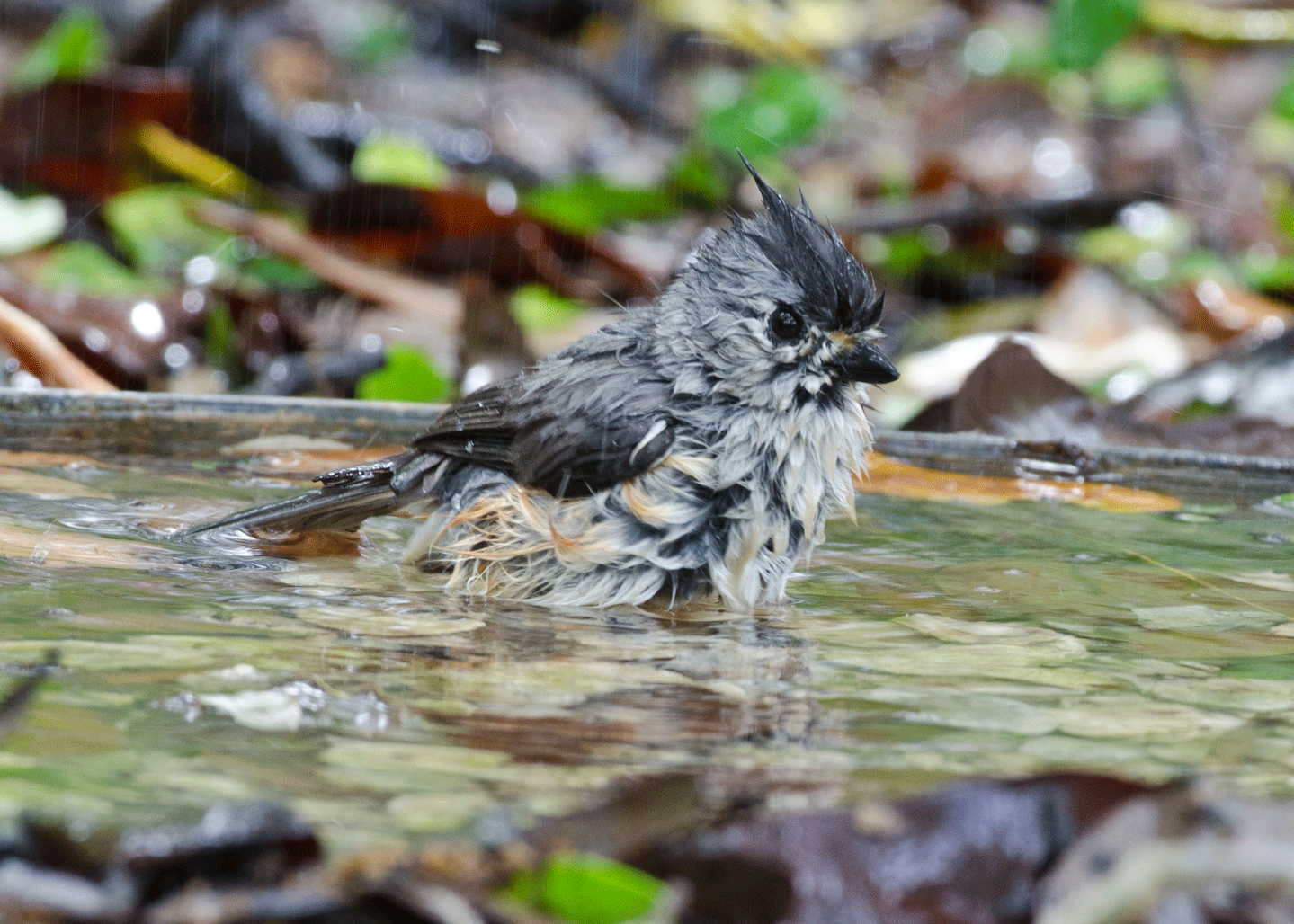 Journeys With Judy: Wet Birds