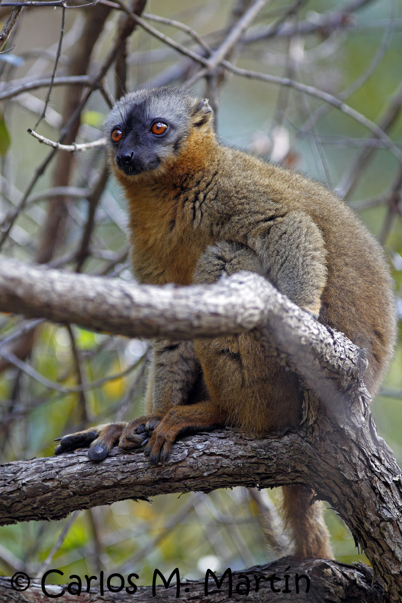 gaviotas y anillas: OT: Lemuriformes