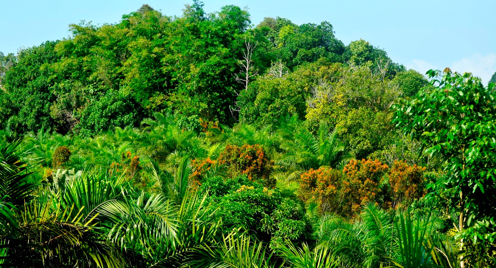 The Kambatik Park, Bintulu.: Landscape photography at the park (Pt.8)