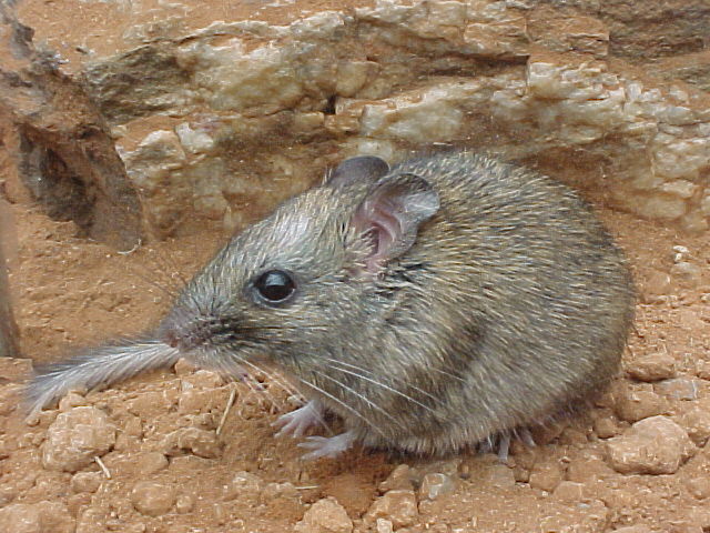 Let's Draw Endangered Species! : ): Okinawa Spiny Rat