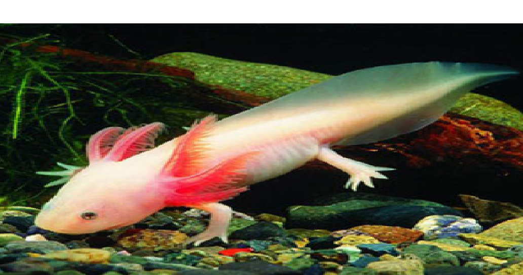 segundo blog: el ajolote mexicano