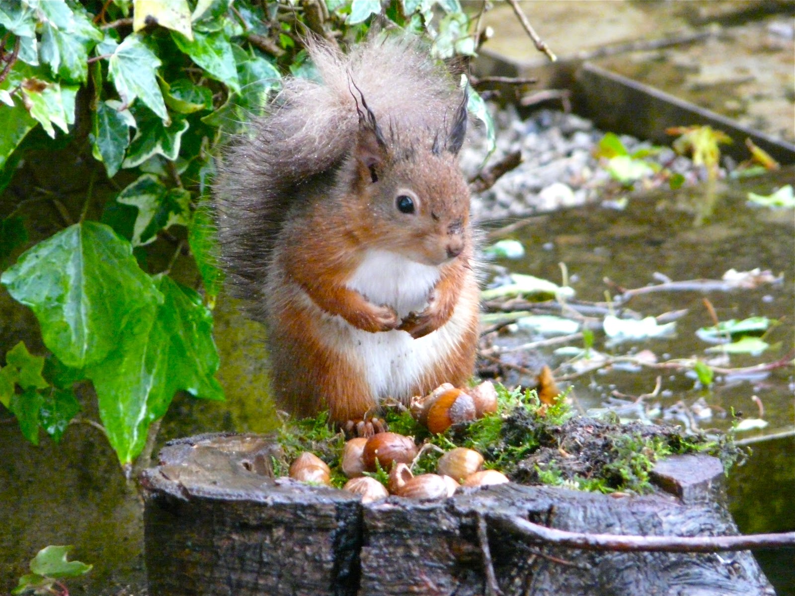 Maria's Blog: Red Squirrel Fat Fest
