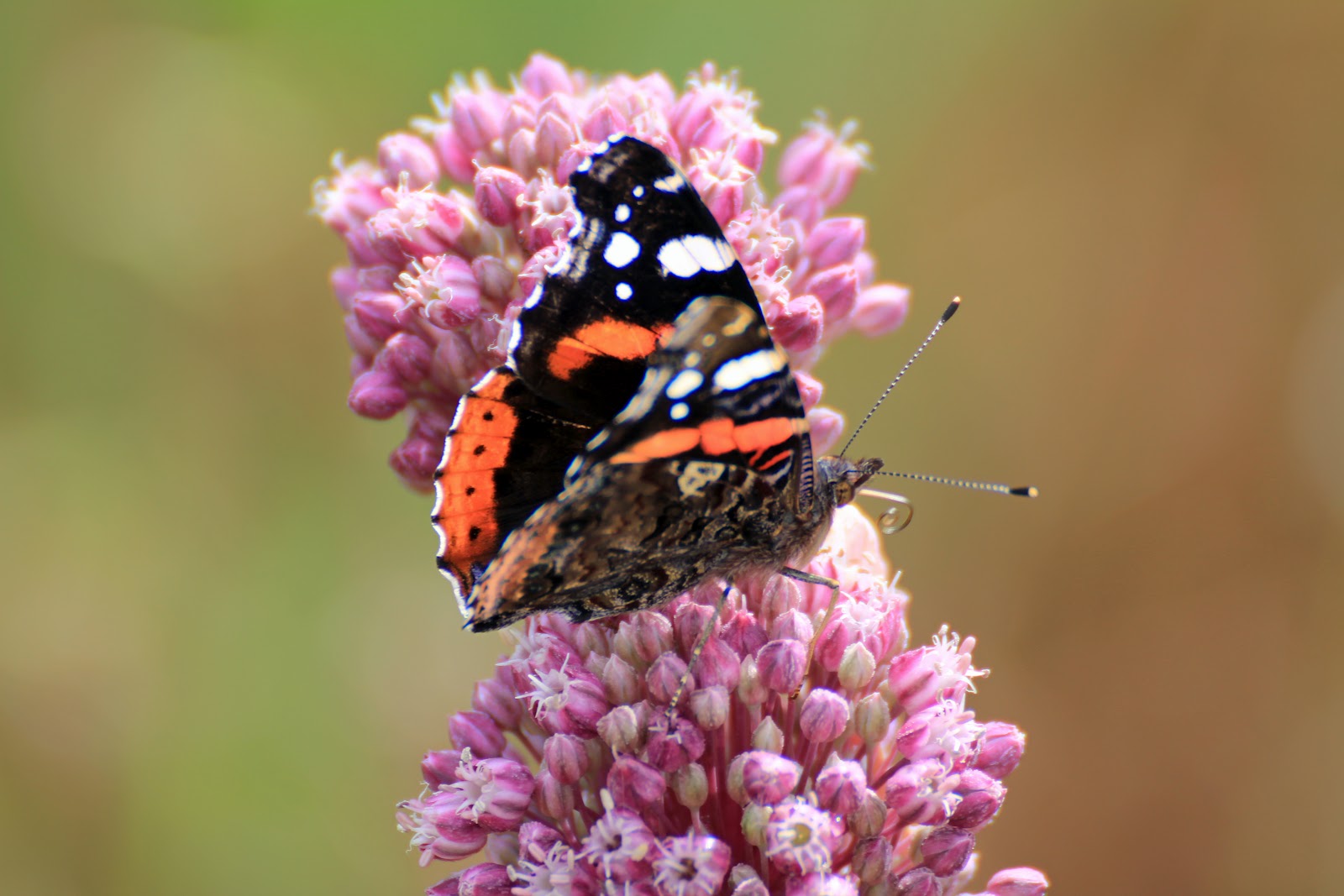 El Goig de fer Fotos: Papallona monarca