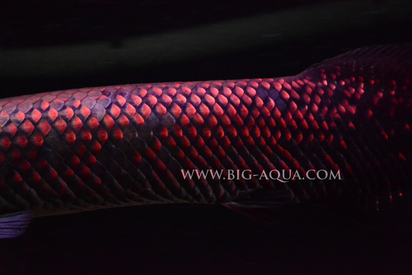 Quality Red Arapaima Gigas ~ Big Aqua