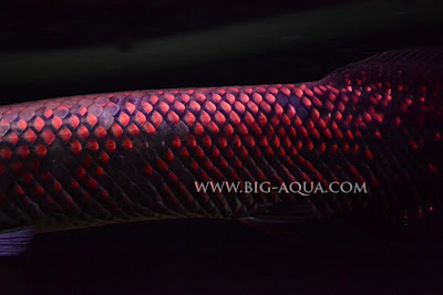 Quality Red Arapaima Gigas ~ Big Aqua