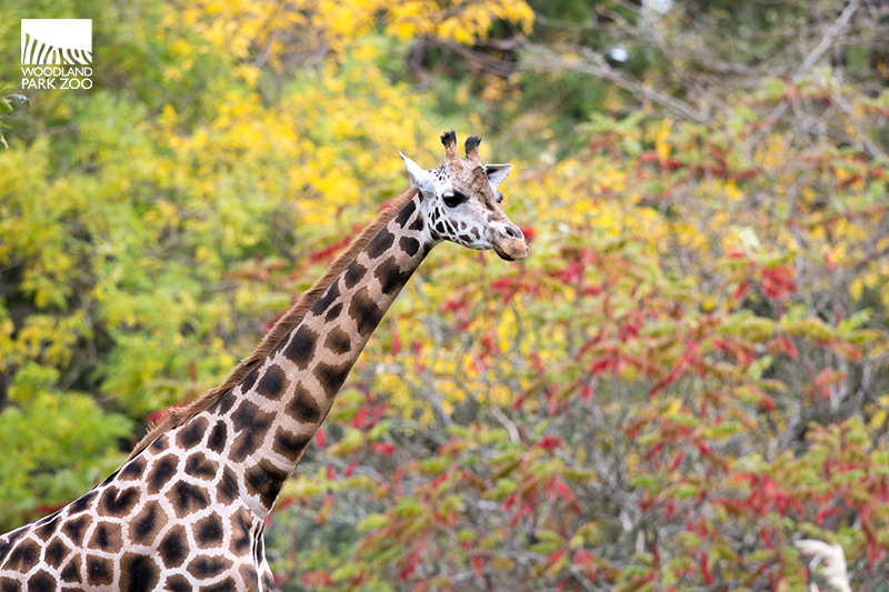 How to: photograph like a pro during autumn at the zoo