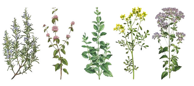 Exposición Itinerante de Plantas Medicinales: CONTACTO