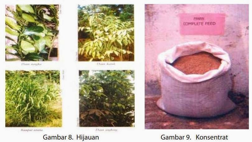 BP3K KECAMATAN CICURUG: TEKNOLOGI BUDIDAYA SAPI POTONG