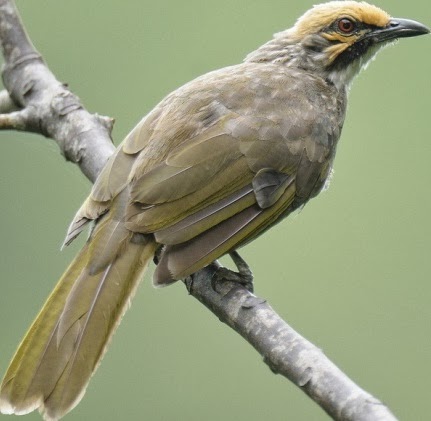 CARA MERAWAT BURUNG CUCAK RAWA/CUCAK ROWO (BURUNG YANG BERSUARA KERAS ...