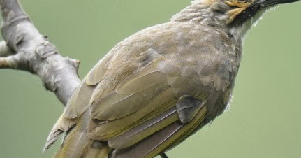 CARA MERAWAT BURUNG CUCAK RAWA/CUCAK ROWO (BURUNG YANG BERSUARA KERAS ...