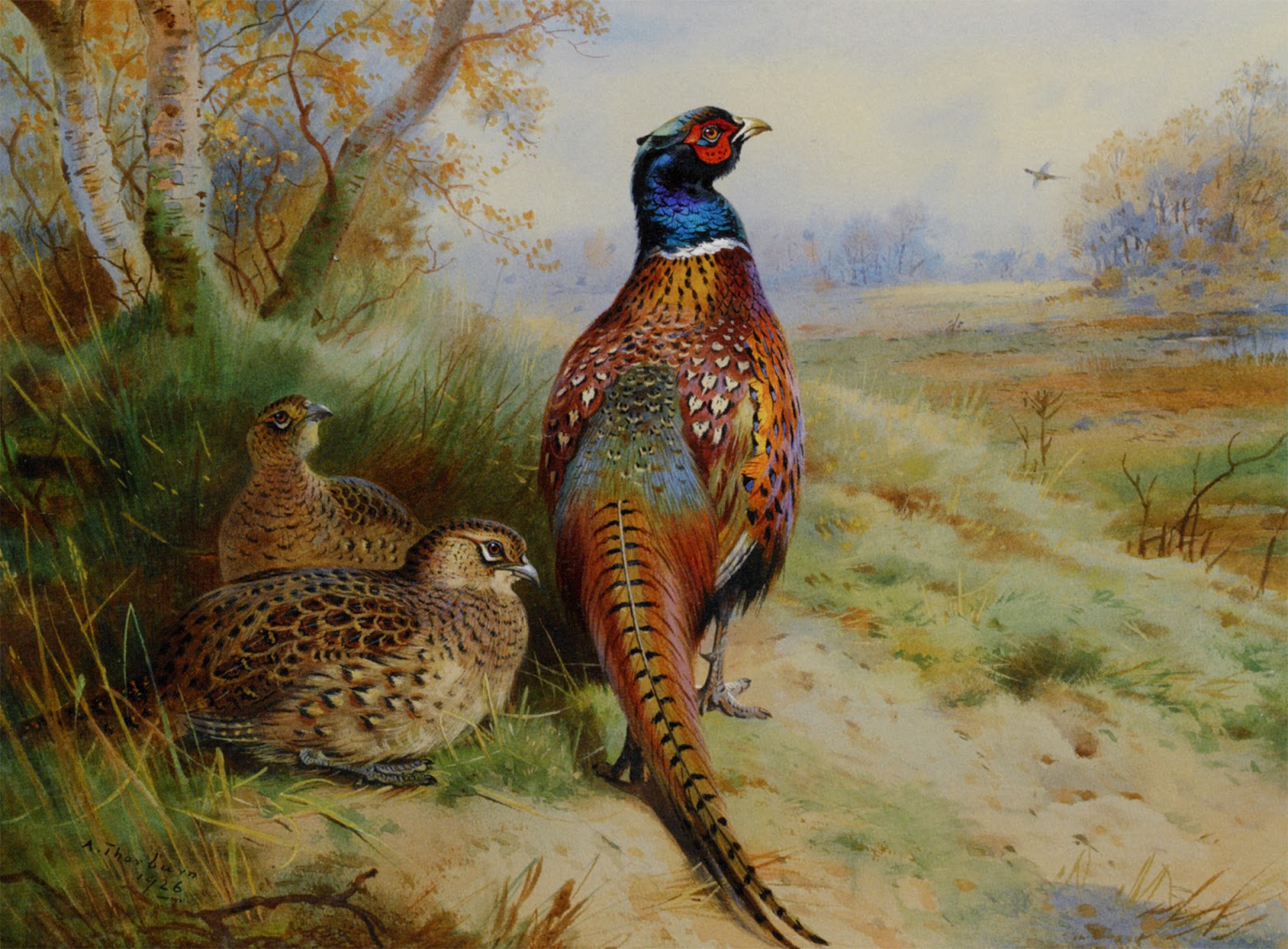 Archibald Thorburn | Naturalism wildlife painter | Tutt'Art@ | Pittura ...