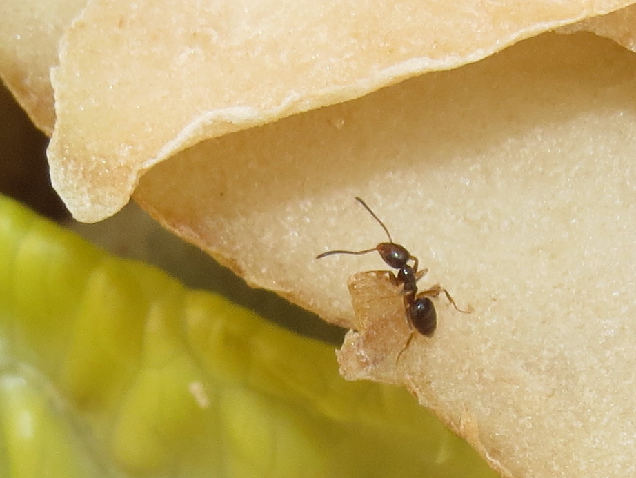 Bug Eric: Compost Insects