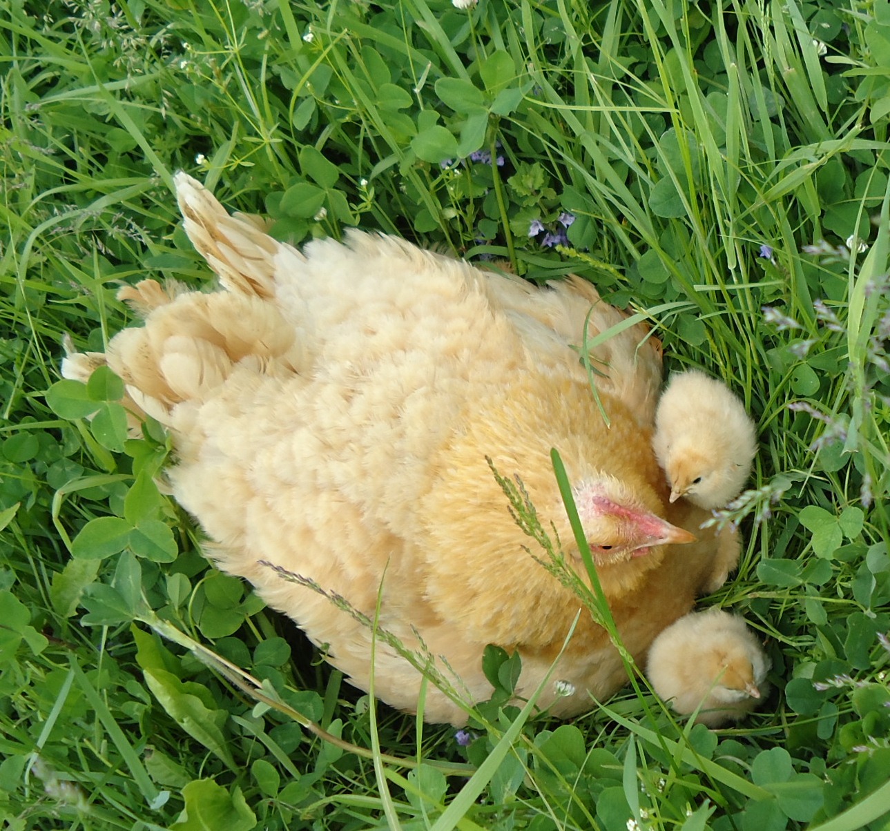 Dr.Kim's Holistic Healing: Mother hen hatching TWO eggs!