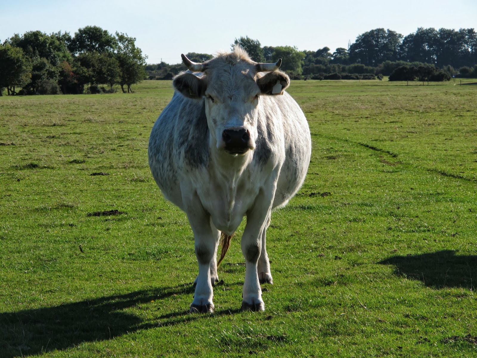 Wild at Hull: Cows, yellow wagtails and Dor beetle in Beverley Westwood
